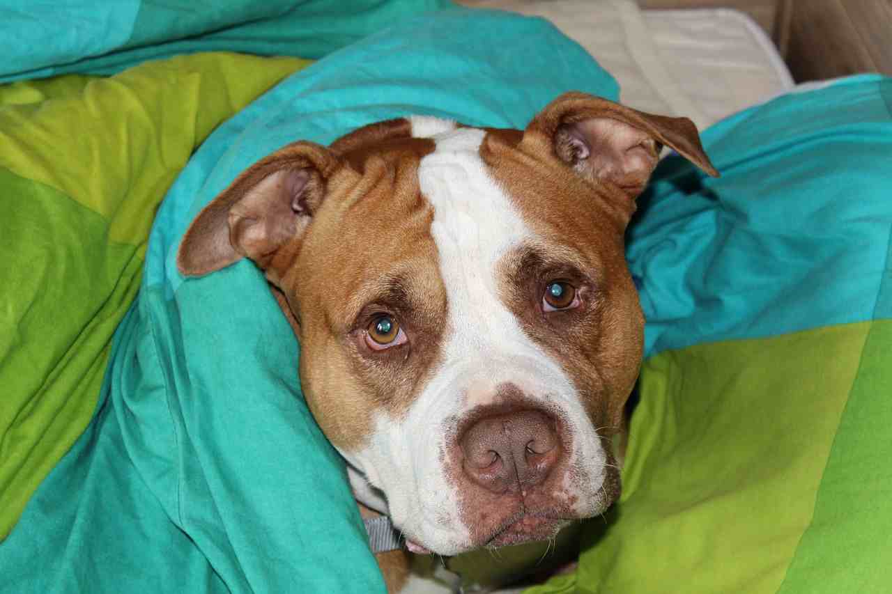 Cibi che combattono il tumore nel cane: quali sono e come somministrarli