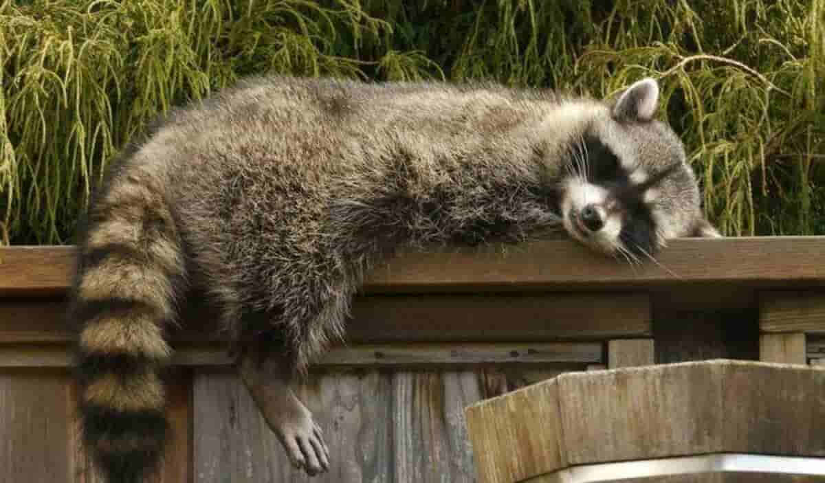 Il procione di Milano torna a casa per il giudice " non è pericoloso"