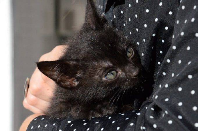 Nomi di gatti italiani: 325 idee per femmine e maschi