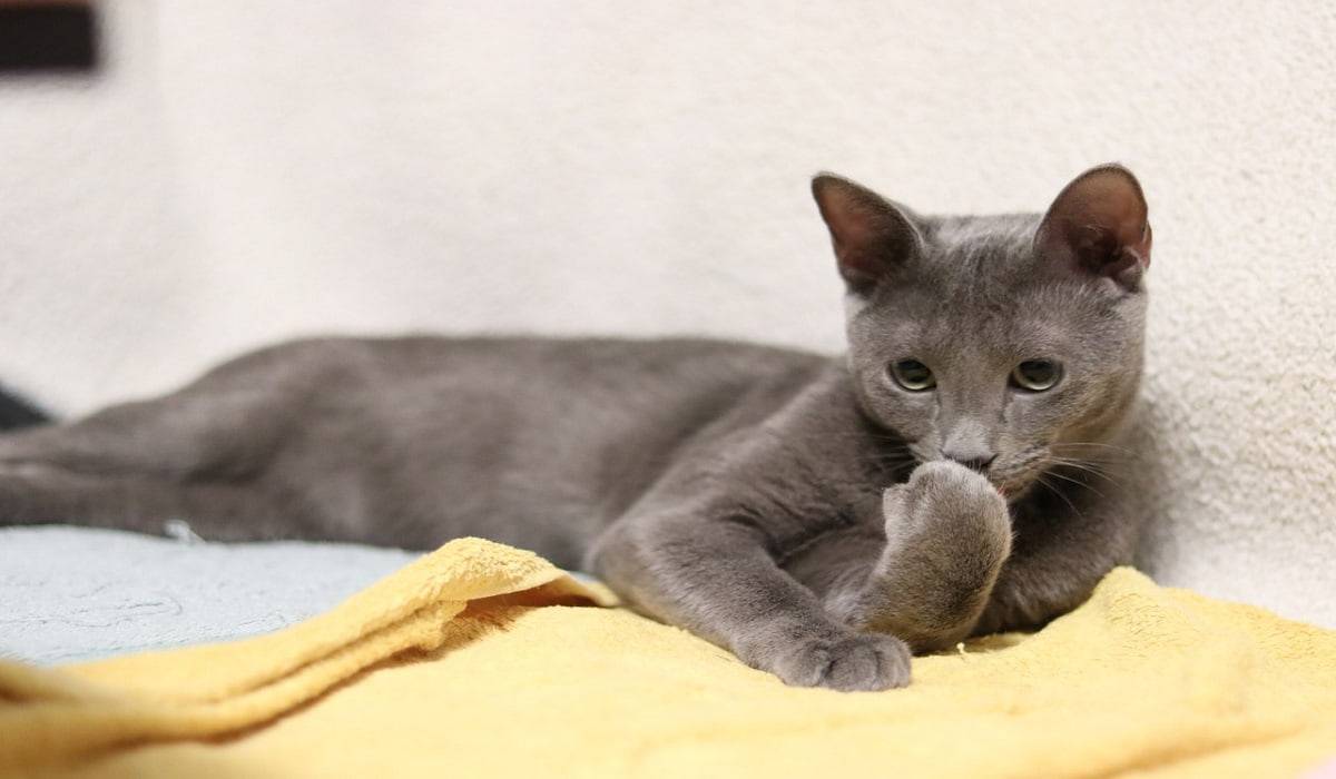 Nomi di gatti russi: più di 150 idee per femmine e maschi