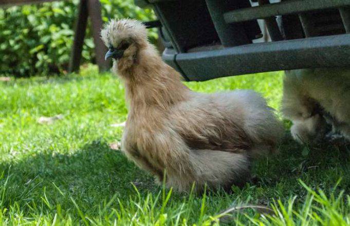 Gallina Moroseta: caratteristiche, allevamento e alimentazione