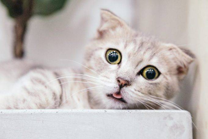 Munchkin Longhair: carattere, prezzo, cuccioli, salute curiosità