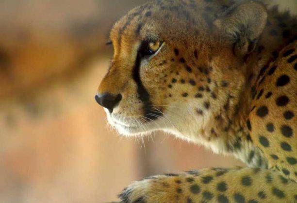 Ghepardo: tutto quello che c'è da sapere sull'animale più veloce al mondo