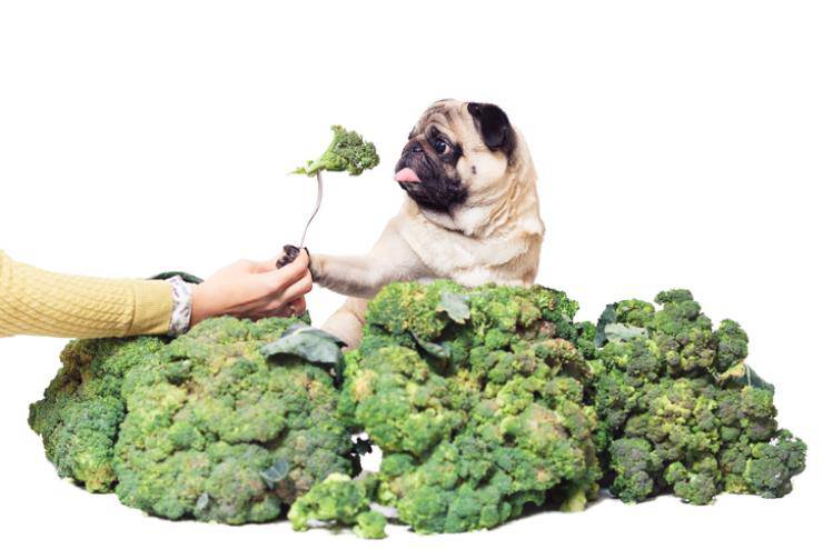 Il cane può mangiare i broccoli? Ecco tutto ciò che c'è da sapere