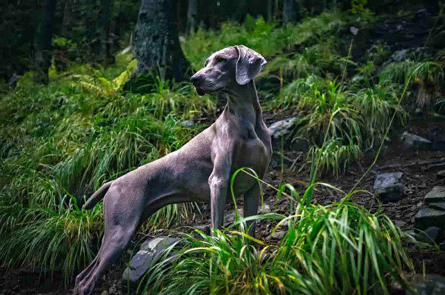 Nomi di cani grigi femmine e maschi: scegli tra 40 idee
