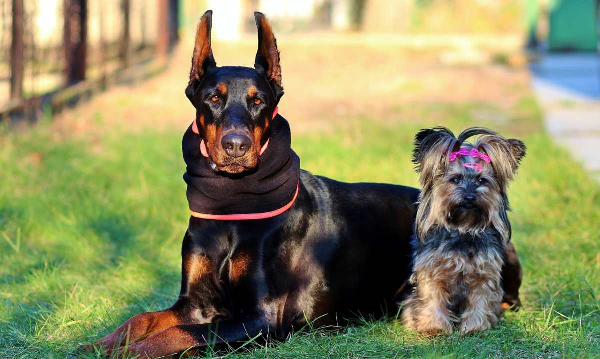 Classificazione delle taglie dei cani: piccola, media e grande
