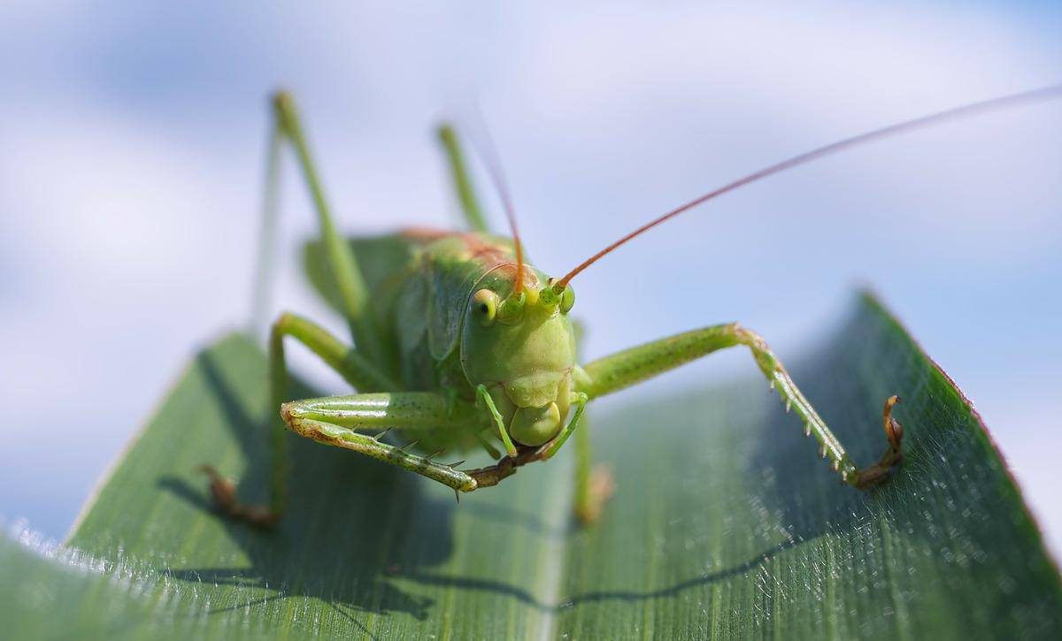 Cavalletta come animale domestico: caratteristiche e cura