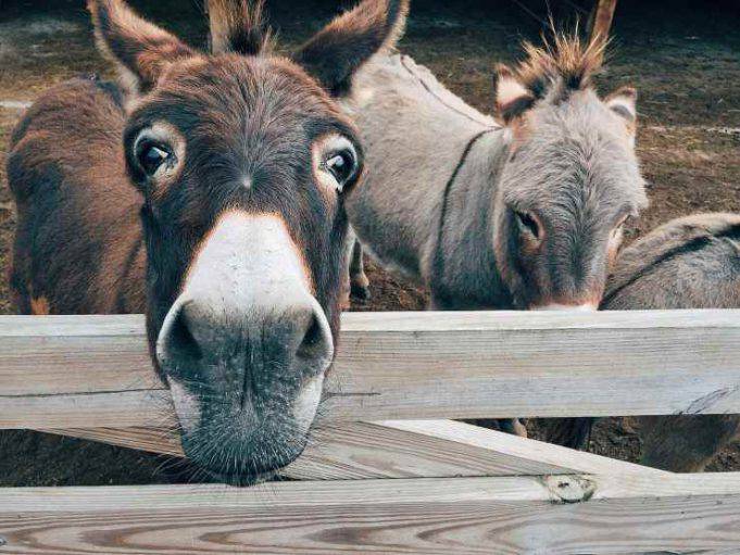 Simbologia dell’asino e significato di questo animale nella storia