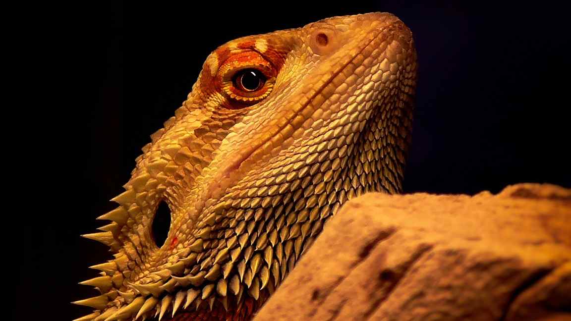 Drago barbuto come animale domestico: alimentazione, habit e cura