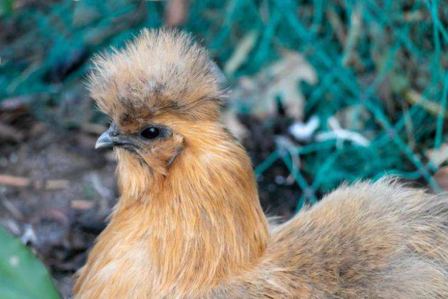 Gallina Moroseta: caratteristiche, allevamento e alimentazione