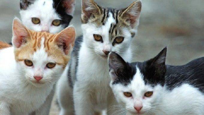Tigna del gatto: la causa, i sintomi, la cura e il contagio