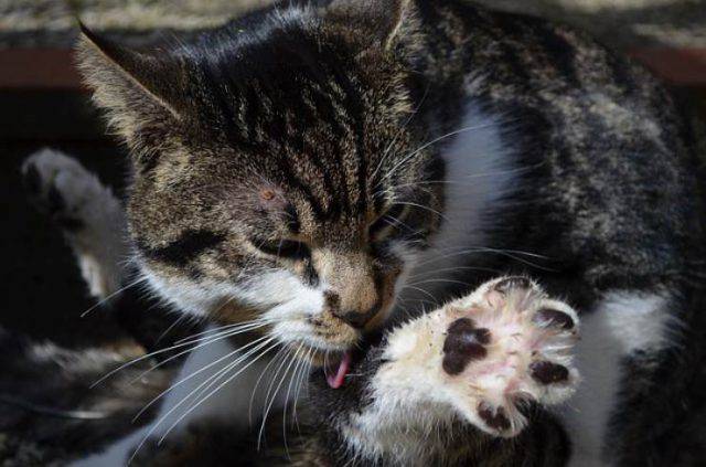 Tigna nel gatto: sintomi, diagnosi e trattamento giusto