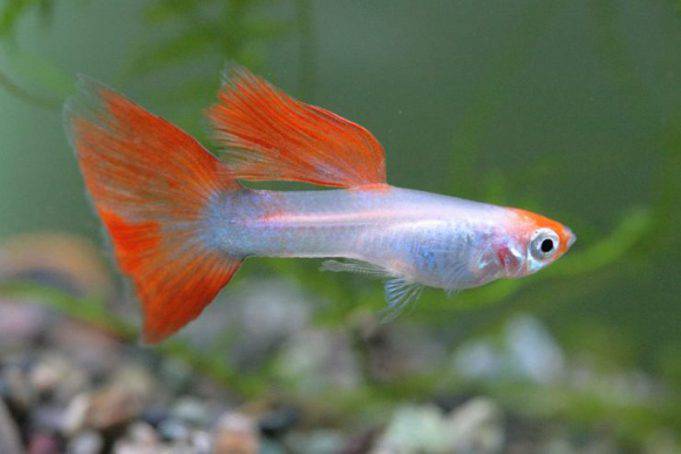 La riproduzione del pesce Guppy: dall'accoppiamento alla gestazione