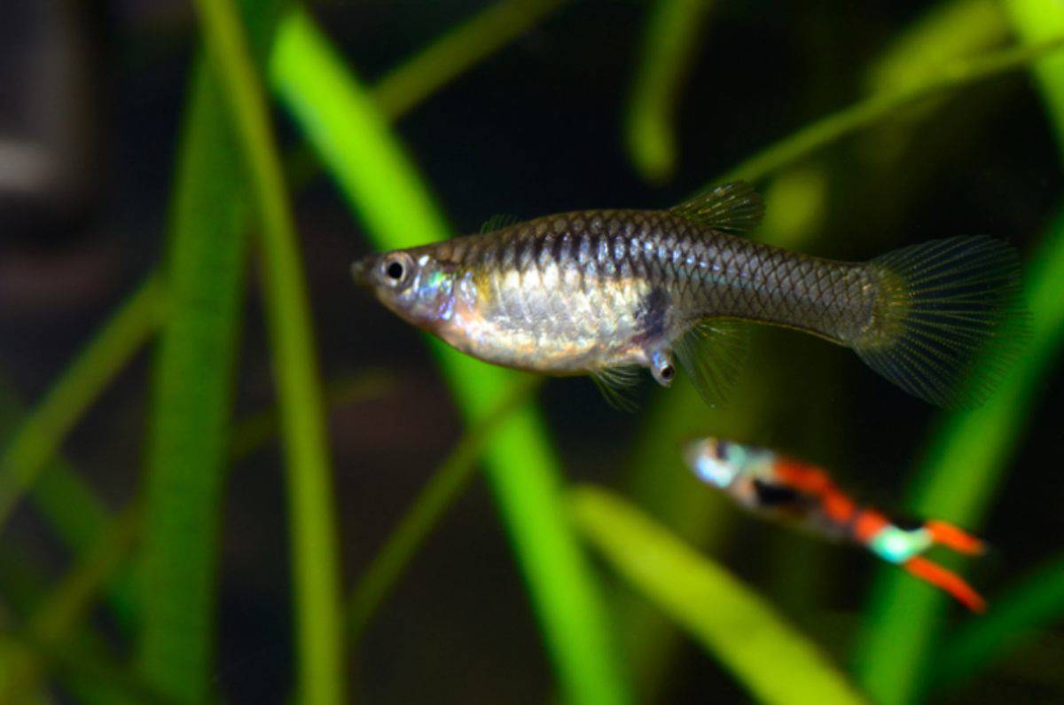 La riproduzione del pesce Guppy: dall'accoppiamento alla gestazione