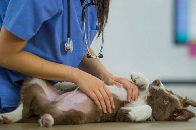Piodermite nel cane: le cause, i sintomi e il trattamento