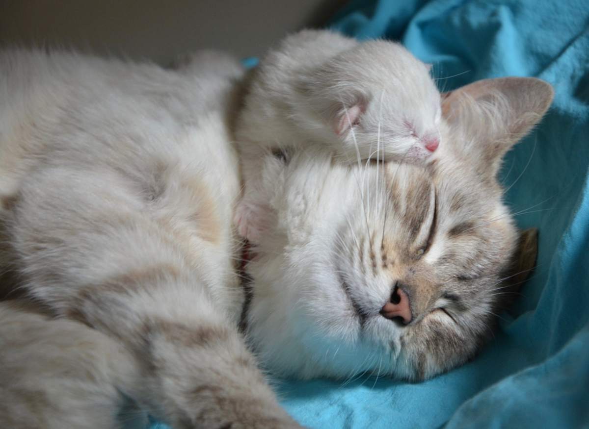Parto difficile nel gatto: quando aspettare e quando preoccuparsi