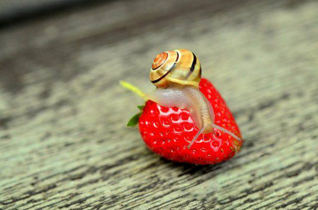 Lumaca domestica: caratteristiche, habitat, alimentazione e cura