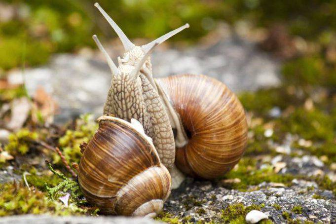 Lumaca domestica: caratteristiche, habitat, alimentazione e cura