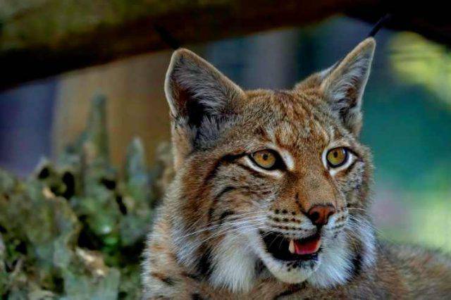 Il ritorno della lince, il raro esemplare si fa rivedere in Italia