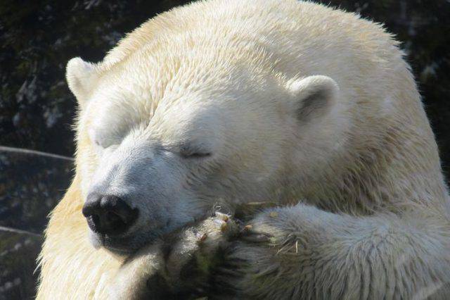 Orso Polare: cosa mangia, dove vive, caratteristiche e curiosità