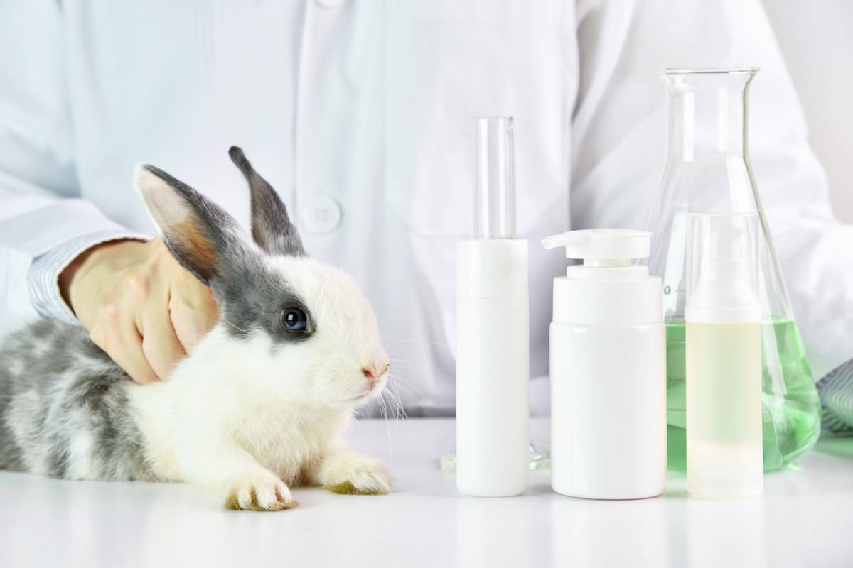 Pododermatite nel coniglio: cause, sintomi e trattamento