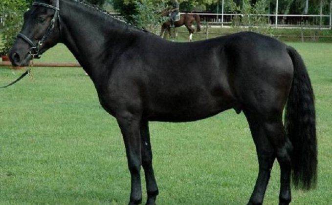 Cavallo nero: standard razze equine con il mantello morello