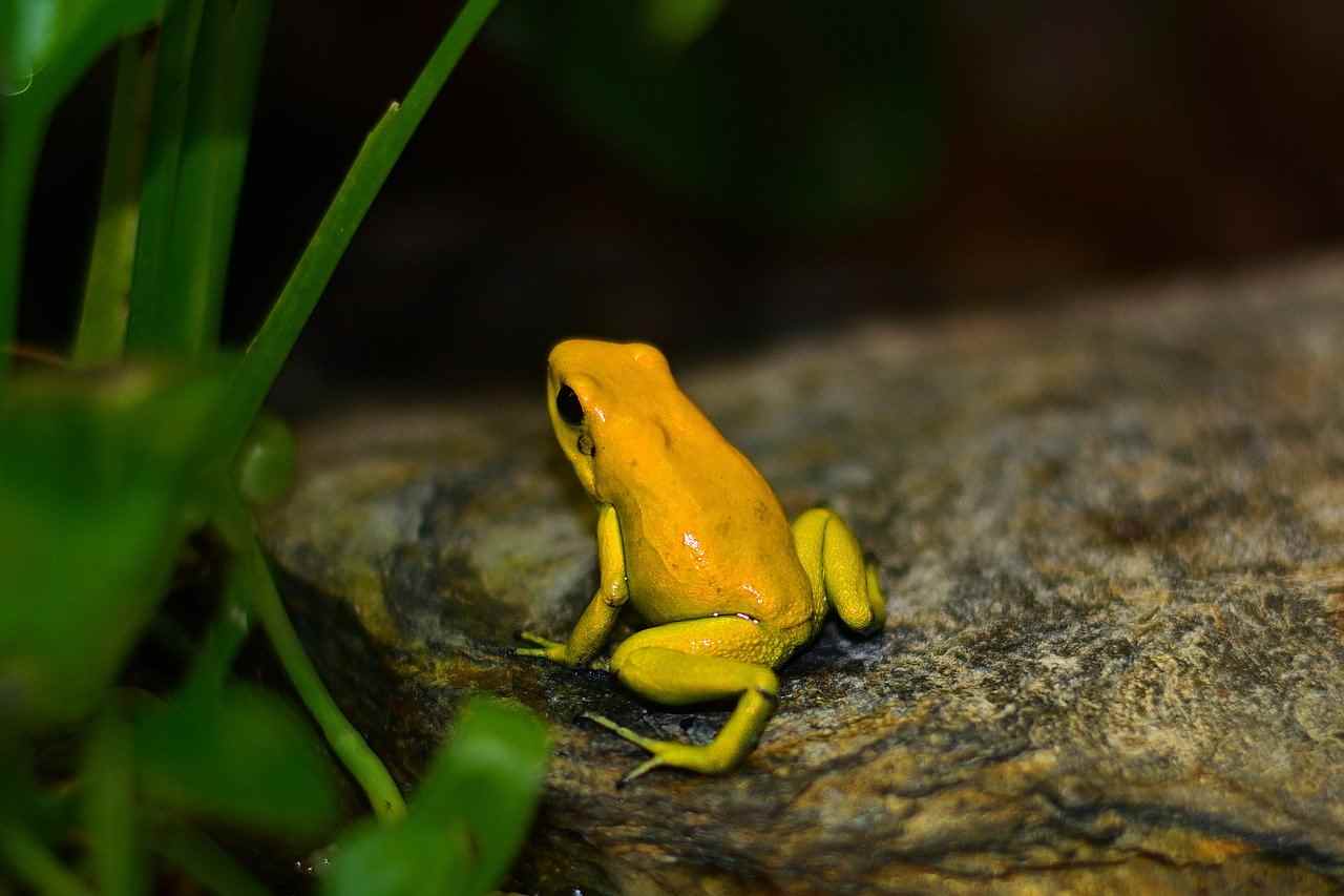 Rane velenose: tutte le specie più pericolose in natura