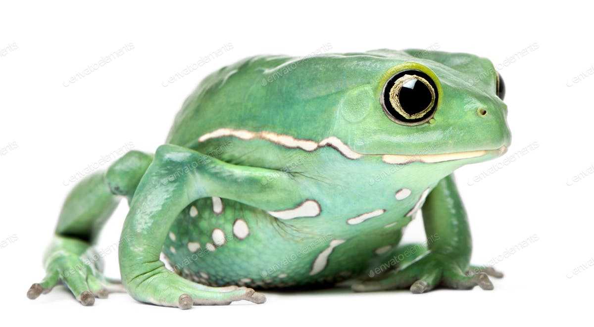 Rane velenose: tutte le specie più pericolose in natura