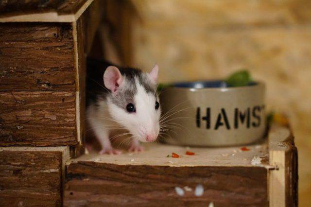 Ratto domestico: le caratteristiche, le curiosità e la cura