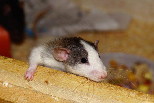 Ratto domestico: le caratteristiche, le curiosità e la cura