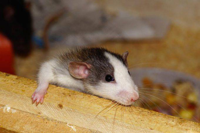 Ratto domestico: le caratteristiche, le curiosità e la cura