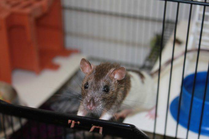 Ratto domestico: le caratteristiche, le curiosità e la cura