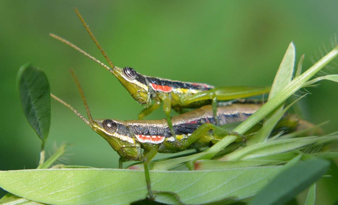 Cavalletta come animale domestico: caratteristiche e cura