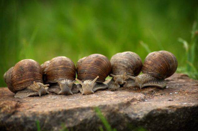 Lumaca domestica: caratteristiche, habitat, alimentazione e cura