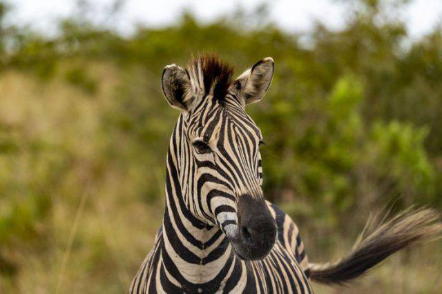 Zebra: cosa mangia, dove vive, caratteristiche e curiosità