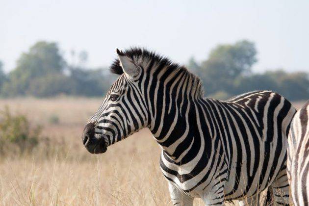 Zebra a strisce: è bianca con righe nere o nera con righe bianche?