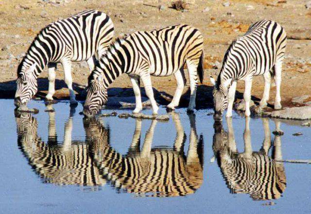 Zebra a strisce: è bianca con righe nere o nera con righe bianche?