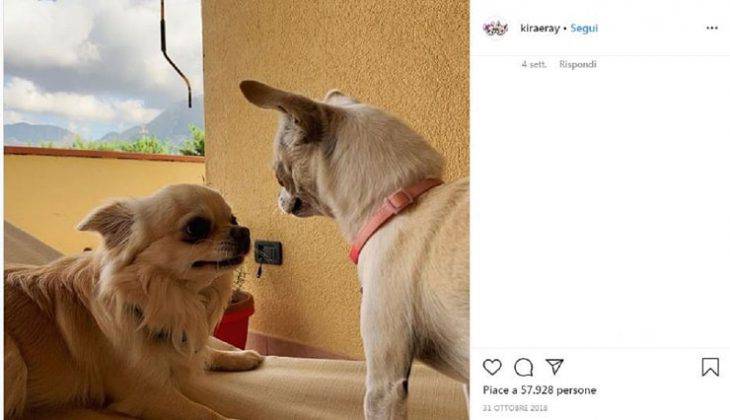 Kira e Ray, gli inseparabili cani chihuahua di Luì e Sofì