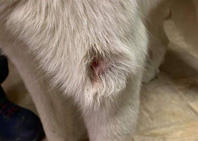 Leishmaniosi nel cane: la causa, i sintomi e il trattamento