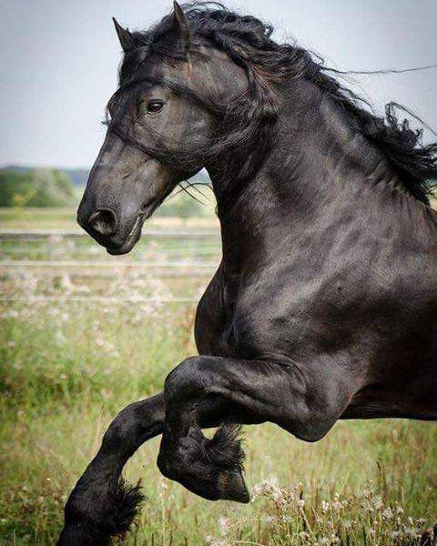 Cavalli protagonisti nei film: dal cavallo di Zorro, Hidalgo a War Horse