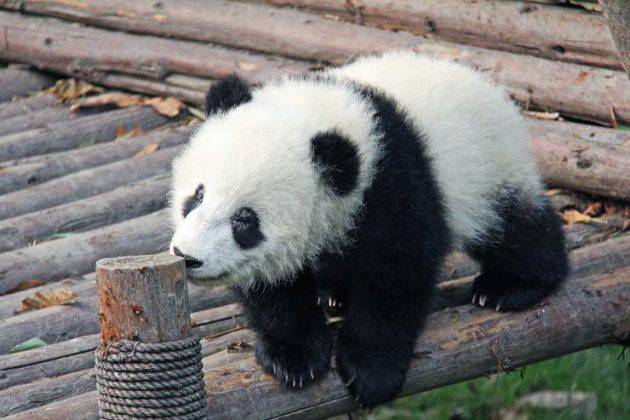 Panda: cosa mangia, dove vive, caratteristiche e curiosità