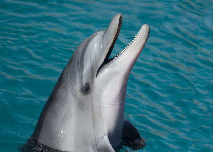 Delfino: cosa mangia, dove vive, caratteristiche e curiosità