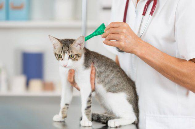 Tigna del gatto: la causa, i sintomi, la cura e il contagio