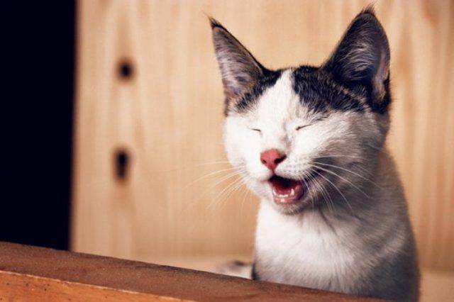 I gatti ridono o sorridono? Ecco tutto ciò che c’è da sapere