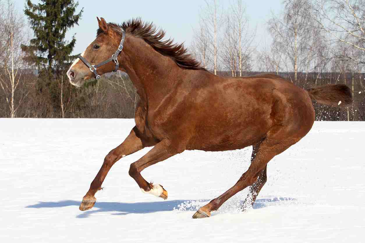 Personalità del cavallo: tutte le sfumature del suo carattere