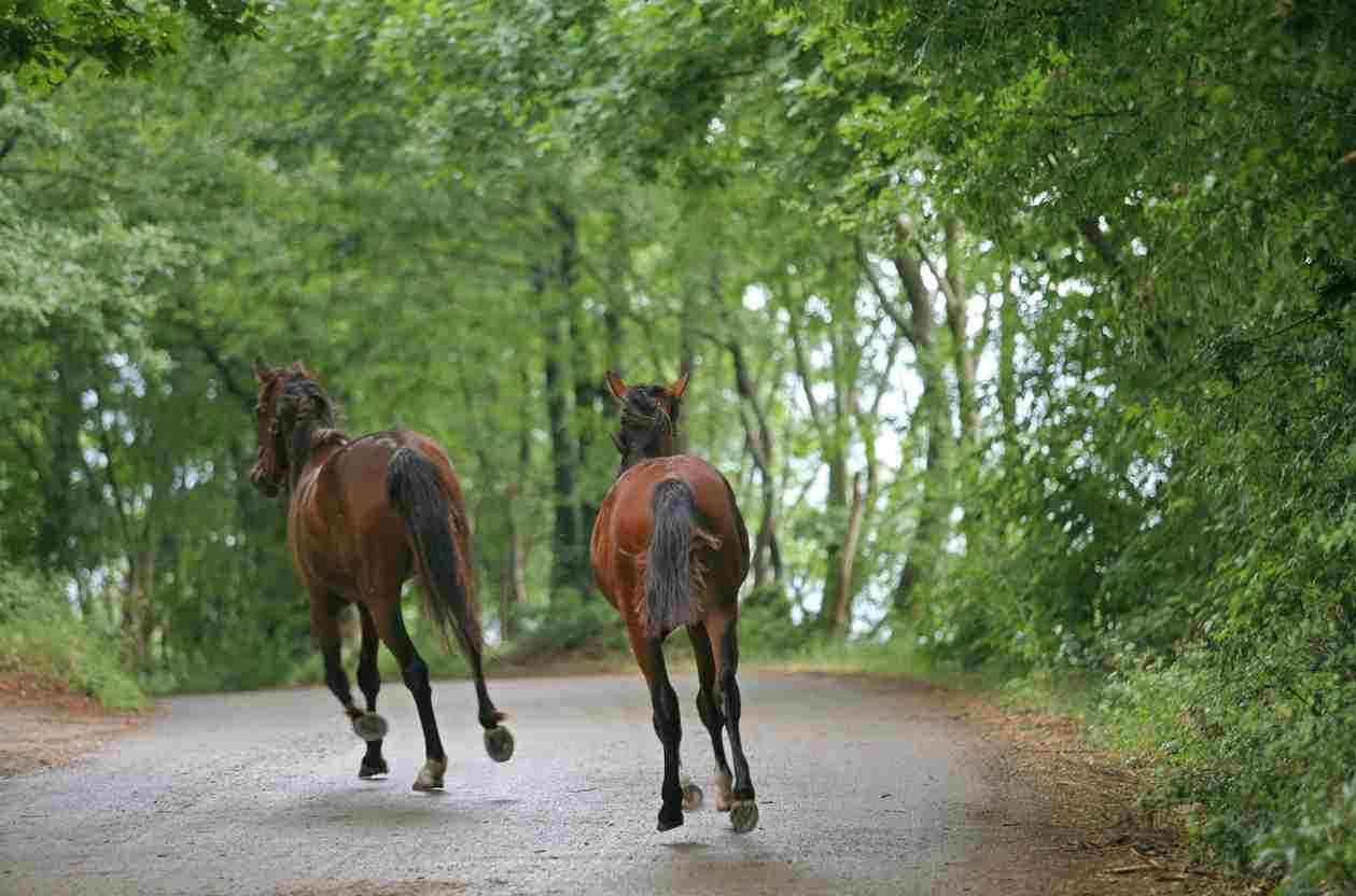 Personalità del cavallo: tutte le sfumature del suo carattere