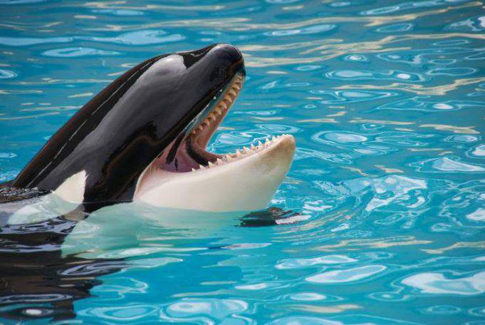 Orca: cosa mangia, dove vive, caratteristiche e curiosità