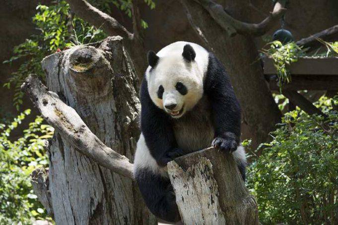 Panda: cosa mangia, dove vive, caratteristiche e curiosità