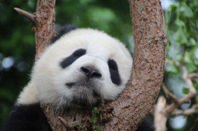 Panda: cosa mangia, dove vive, caratteristiche e curiosità