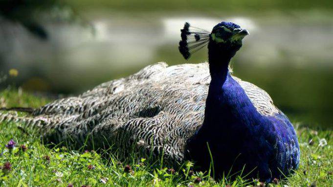 Pavone domestico: caratteristiche e alimentazione
